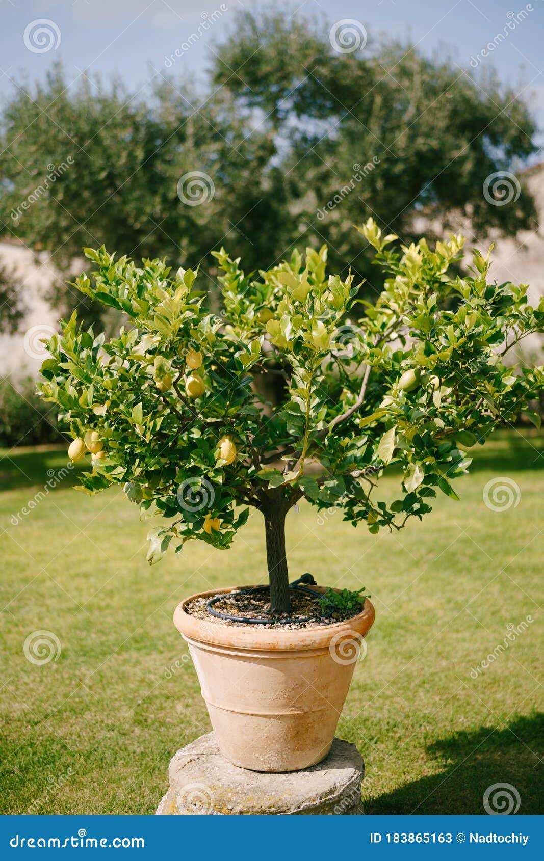 Yellow Lemons on a Tree, Lemon Trees in Pots. Stock Image - Image of ...