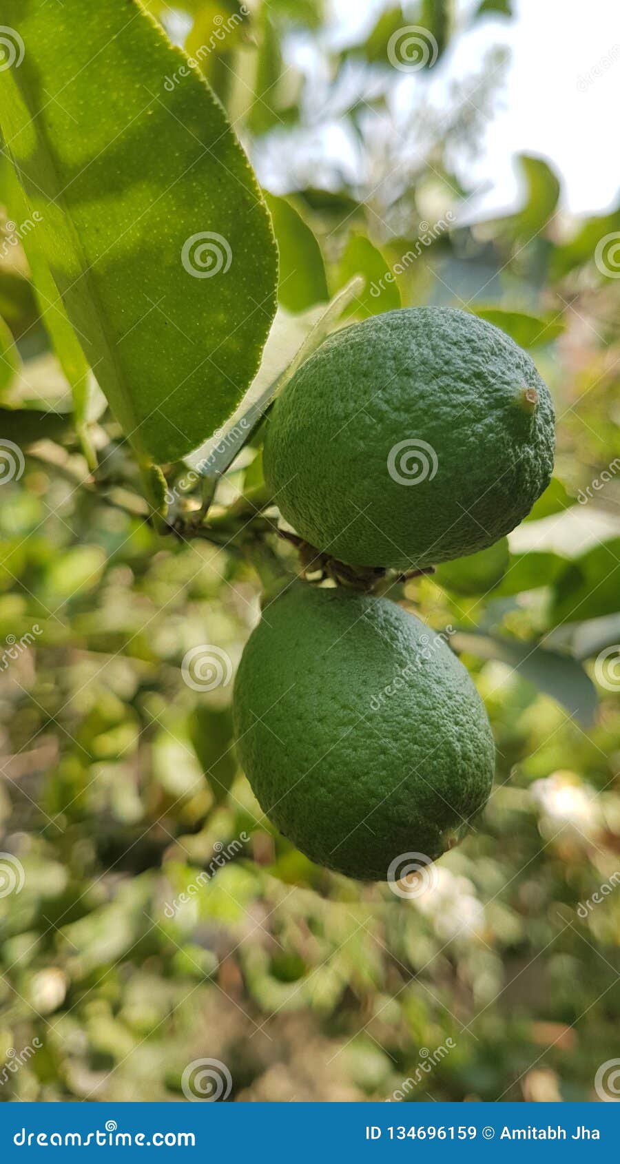 Lemon stock image. Image of straight, lemon, green, unripe - 134696159