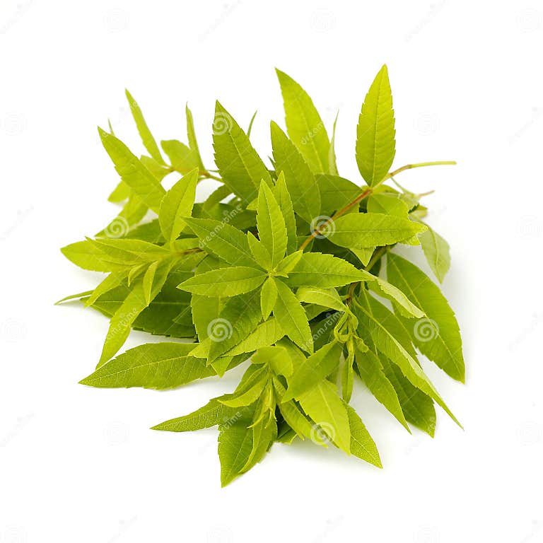 Lemon verbena stock image. Image of herbage, scented - 29184713
