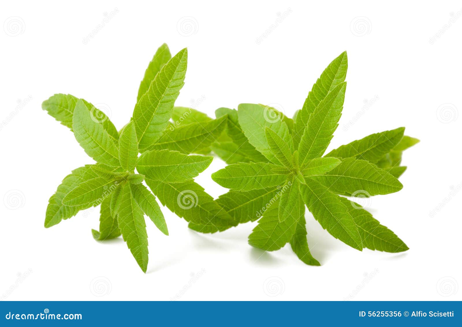 Lemon verbena stock photo. Image of leaf, care, flavor - 56255356