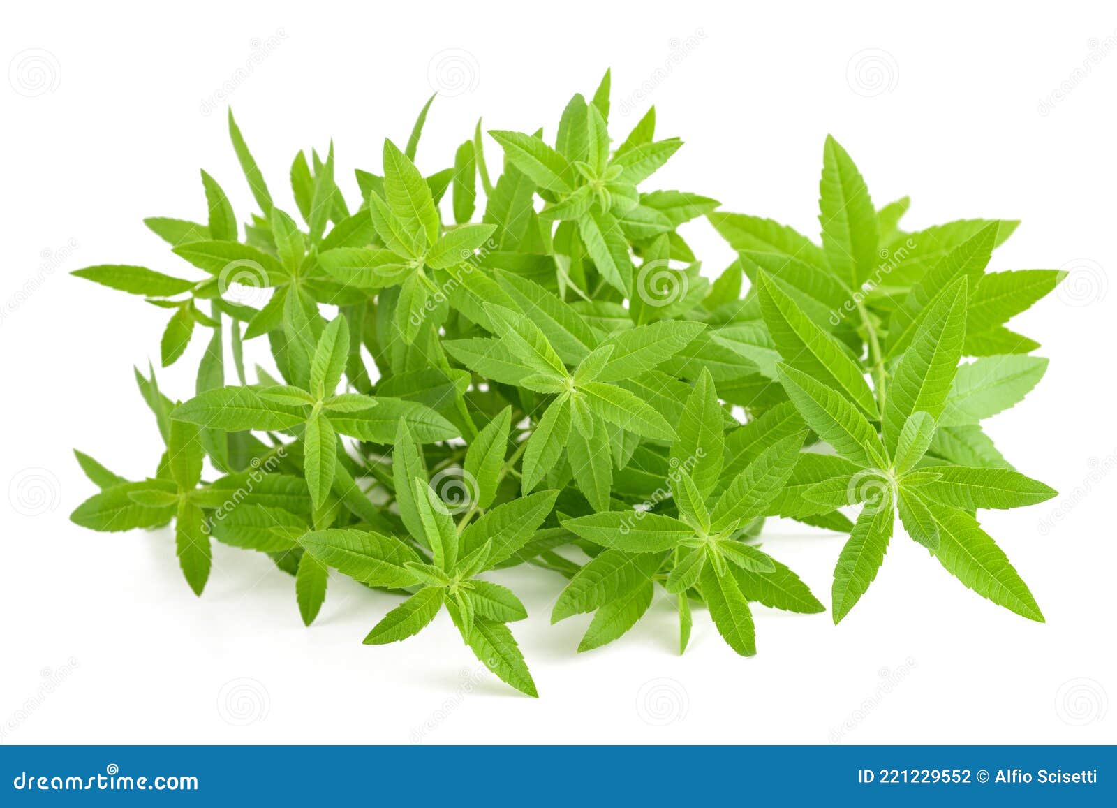 Lemon verbena stock photo. Image of aloysia, beebrush - 221229552