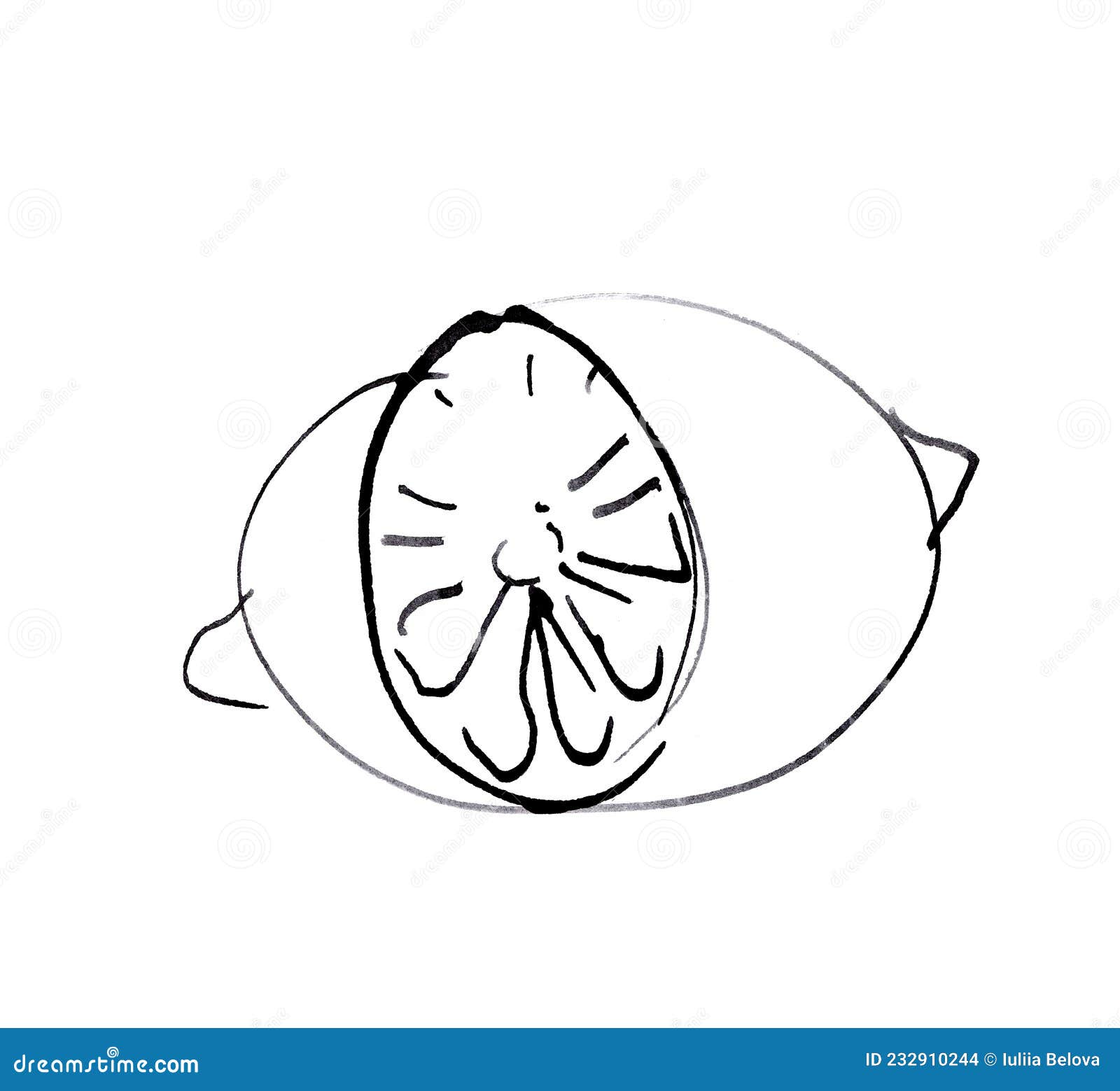 Lemon and Lemon Wedge. Line Drawing Stock Illustration - Illustration ...