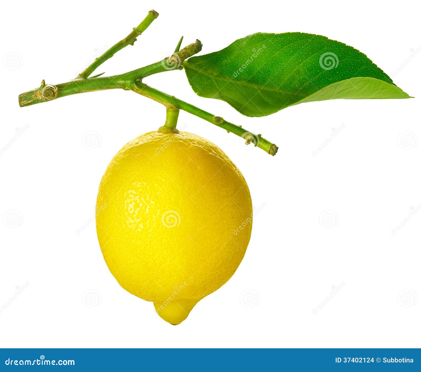 Lemon on a White stock photo. Image of design, branch - 37402124