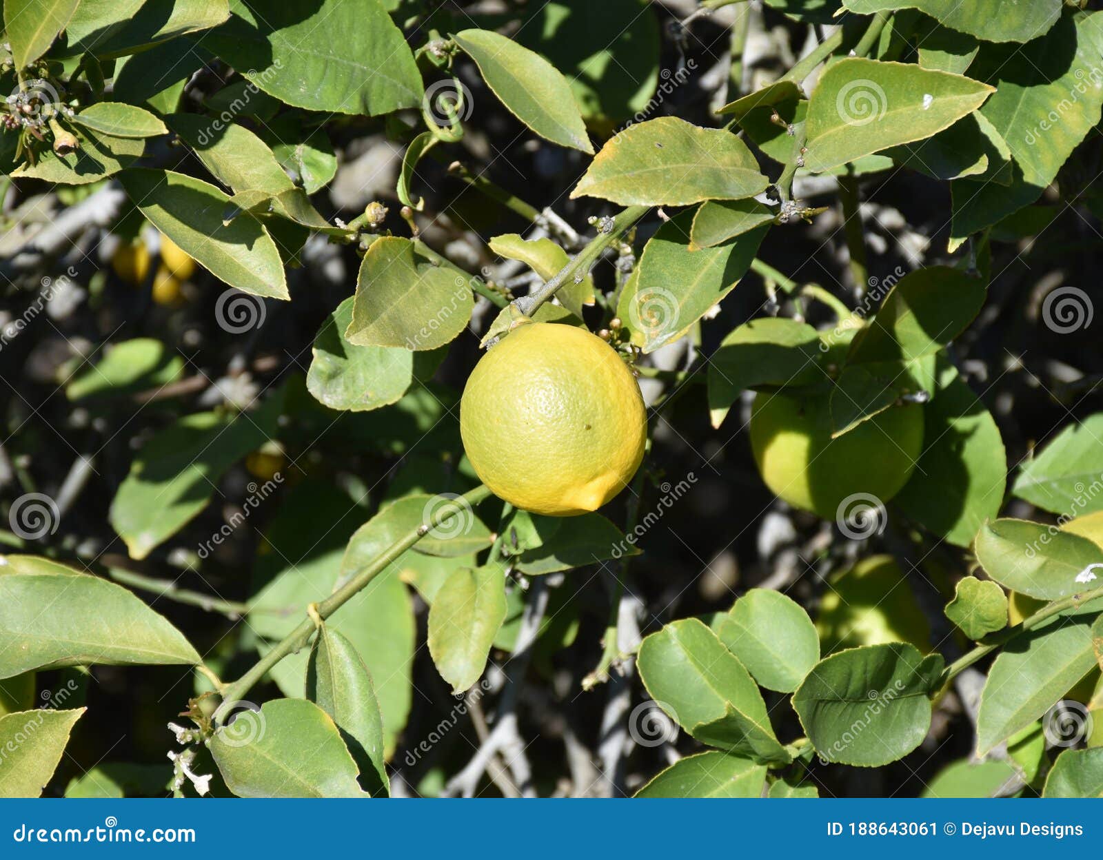 Lemon Yellowing and Ripening on a Tree in an Orchard Stock Image ...