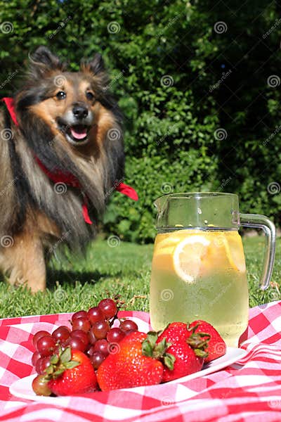 Lemonade and dog picnic stock photo. Image of shetland - 9910898