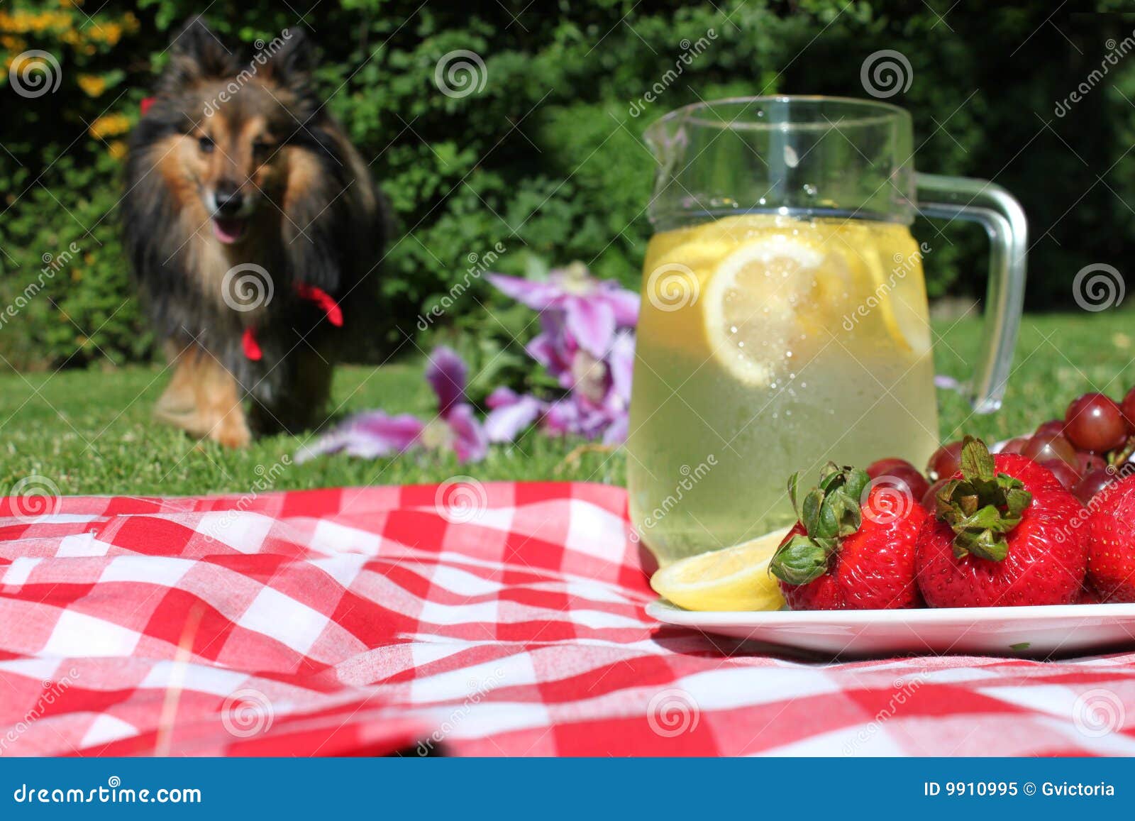 Lemonade and dog picnic stock image. Image of sunny, fruit - 9910995