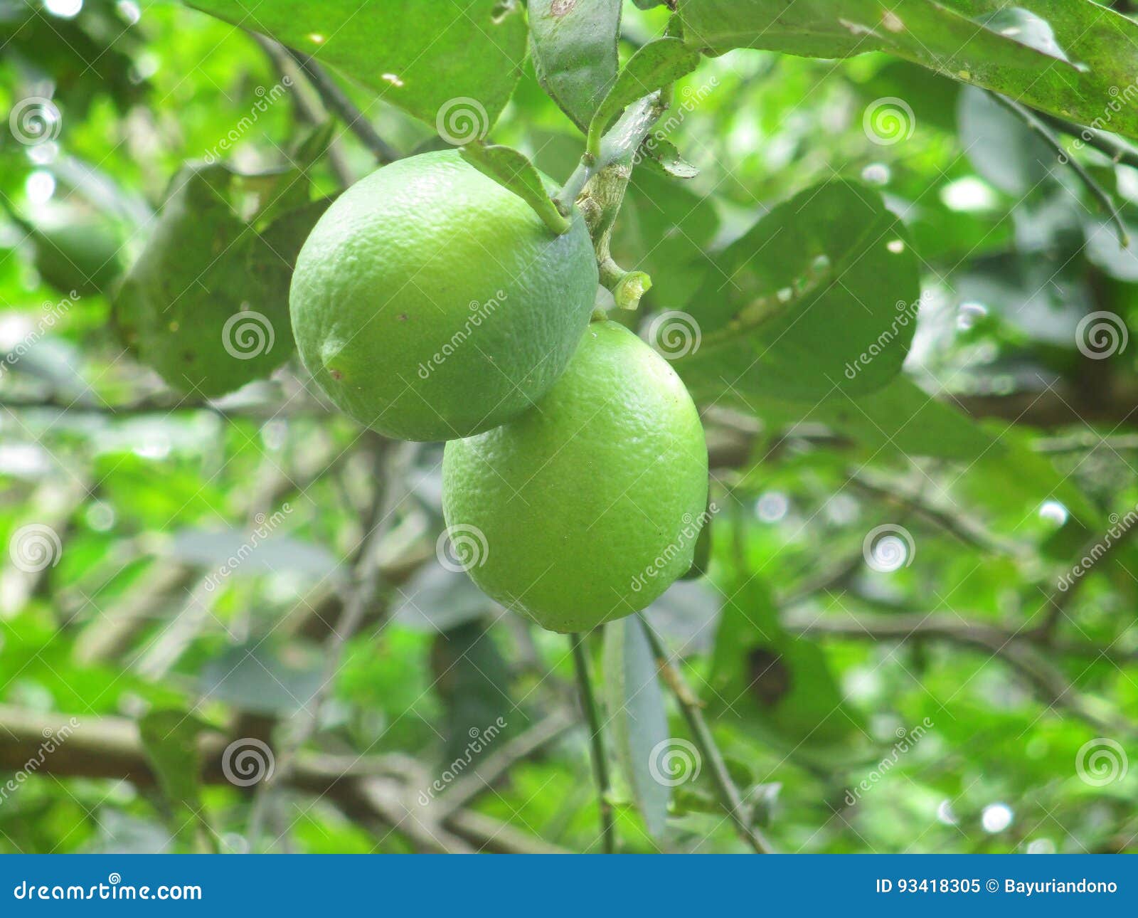 Lemonade tree stock image. Image of home, health, fresh - 93418305