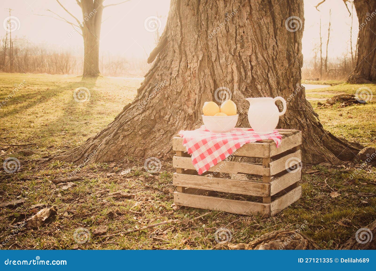 Lemonade Under an Old Oak Tree Stock Image - Image of lemonade, tree ...