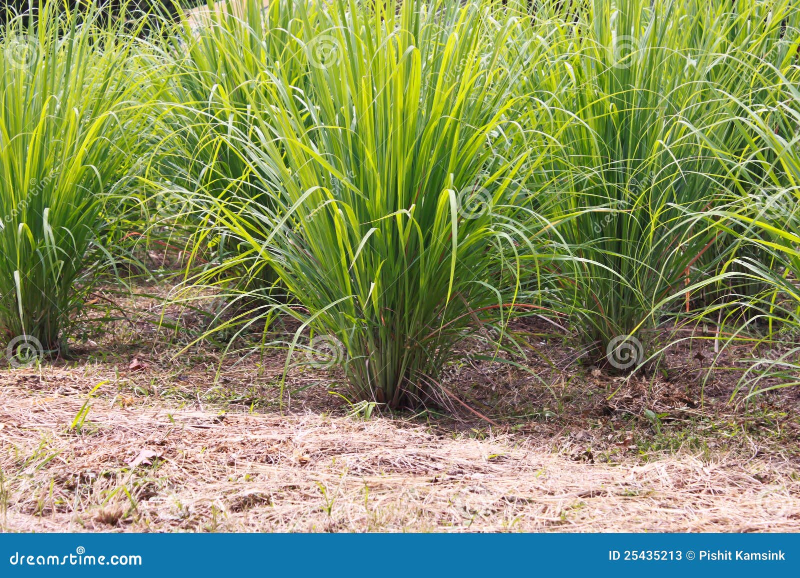 Lemongrass clump stock image. Image of blade, lemongrass - 25435213