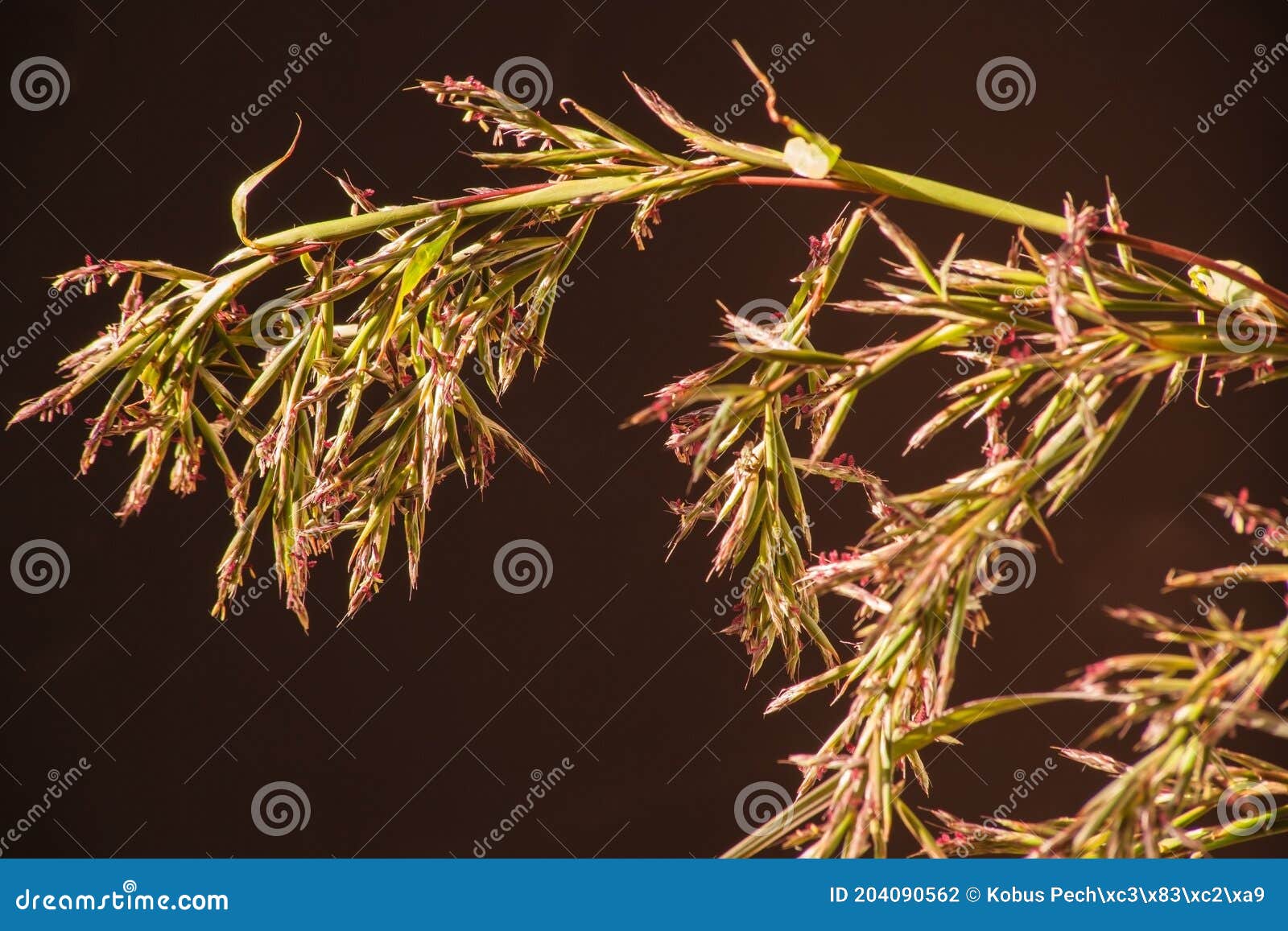 Lemongrass Flowers 10390 stock photo. Image of botanical - 204090562