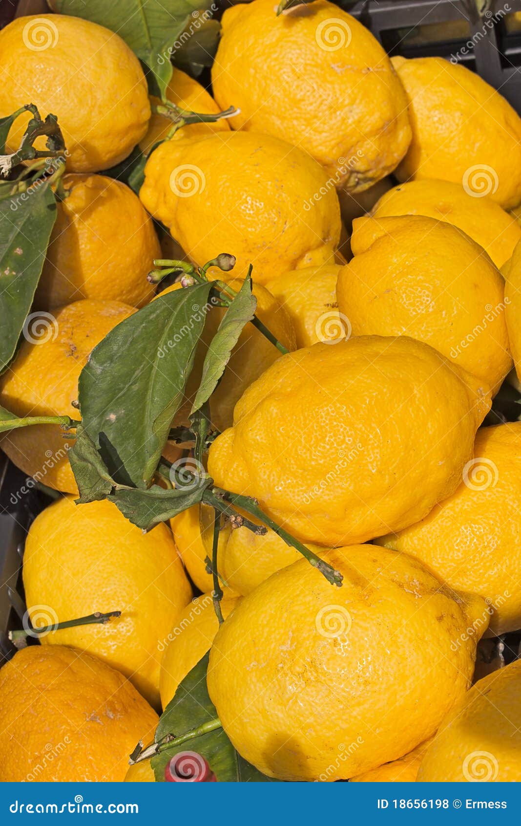 Lemons stock photo. Image of fruit, italian, fresh, juicy - 18656198