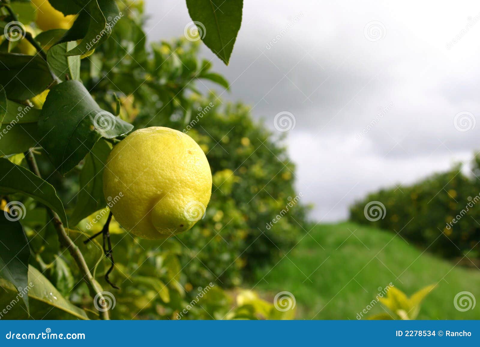 Lemons stock photo. Image of tart, citris, lemons, rain - 2278534