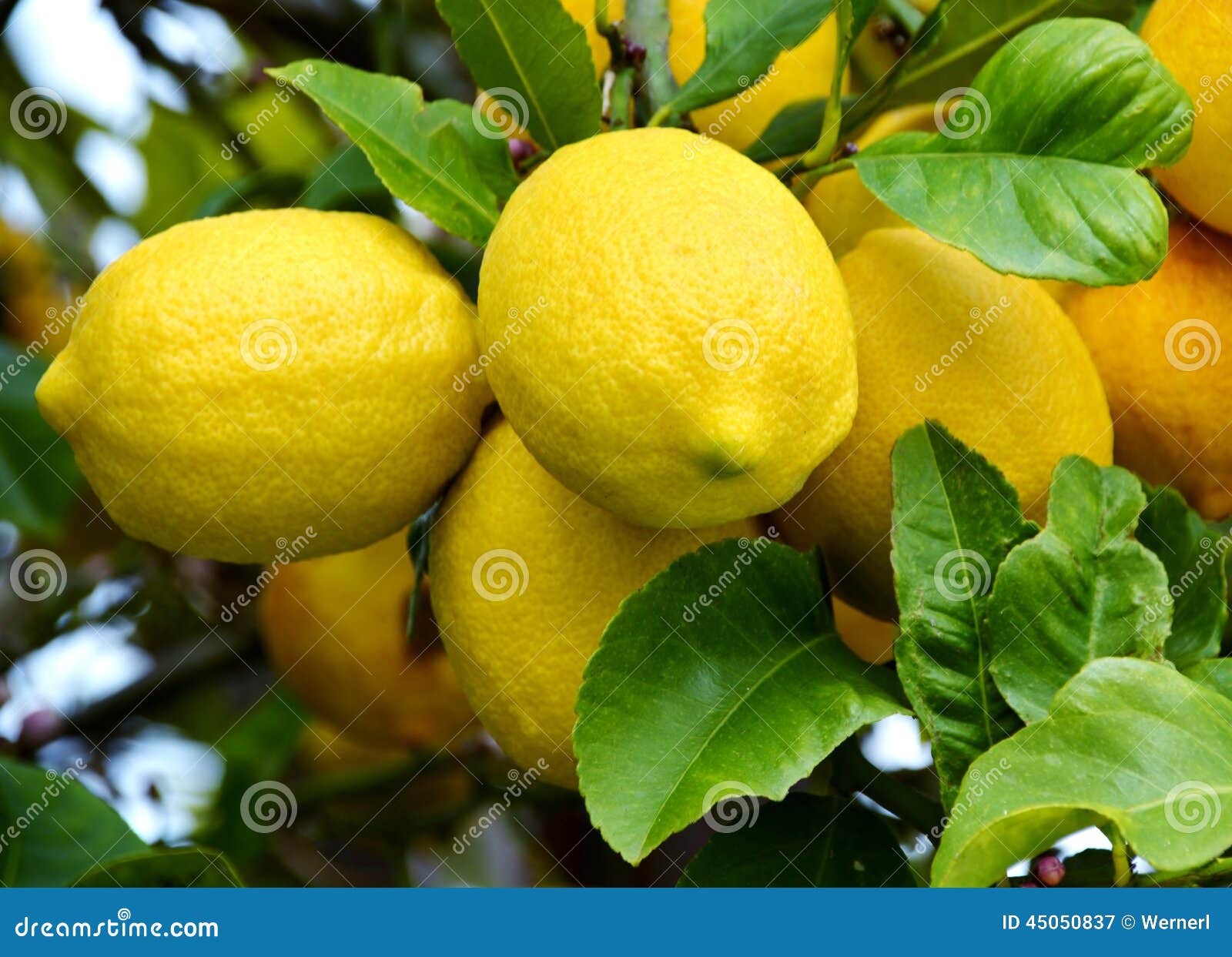 Lemons stock image. Image of garden, south, citrus, fruit - 45050837