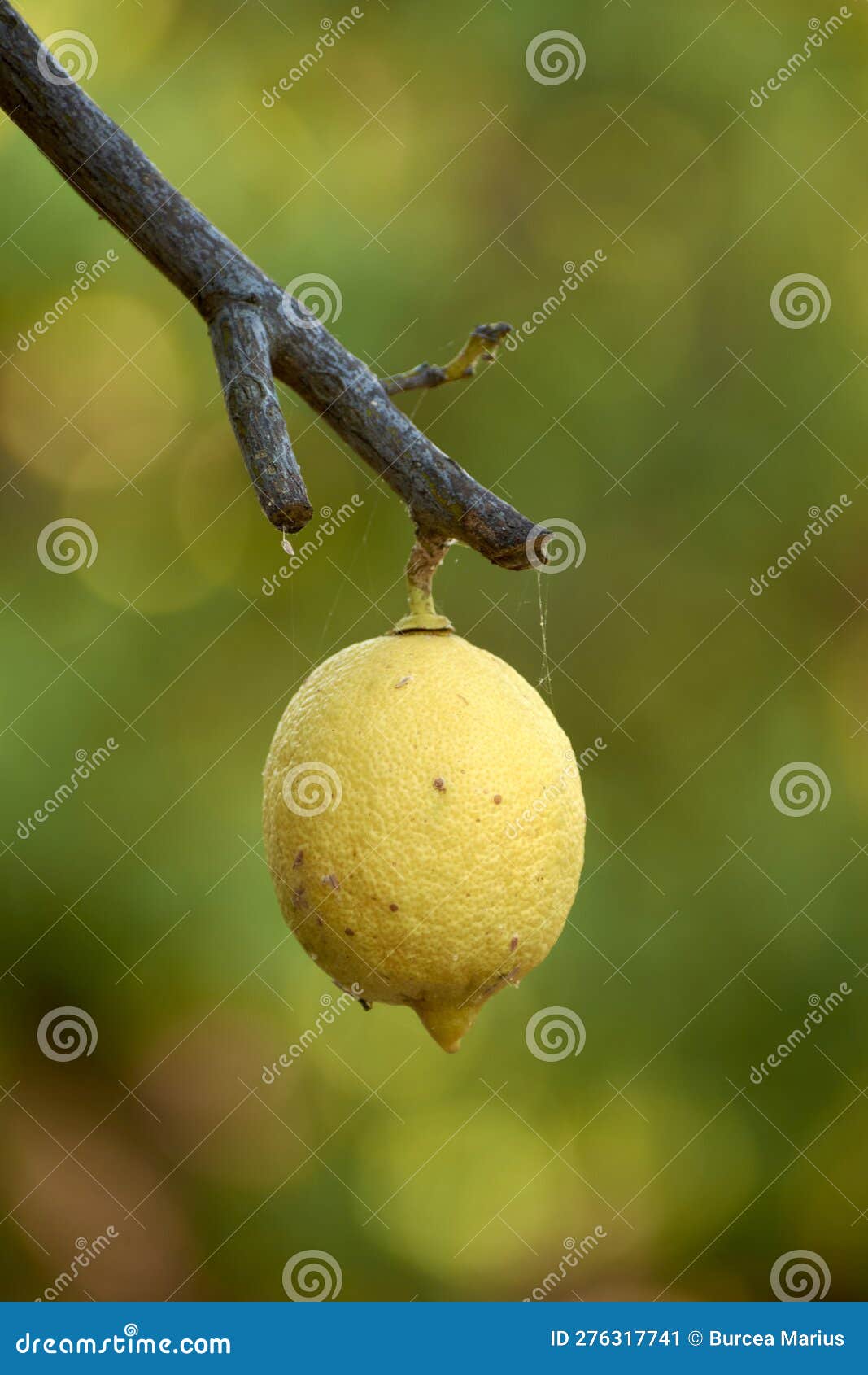 Lemons with Fruit in the Island of Lefkada 001 Stock Image - Image of ...