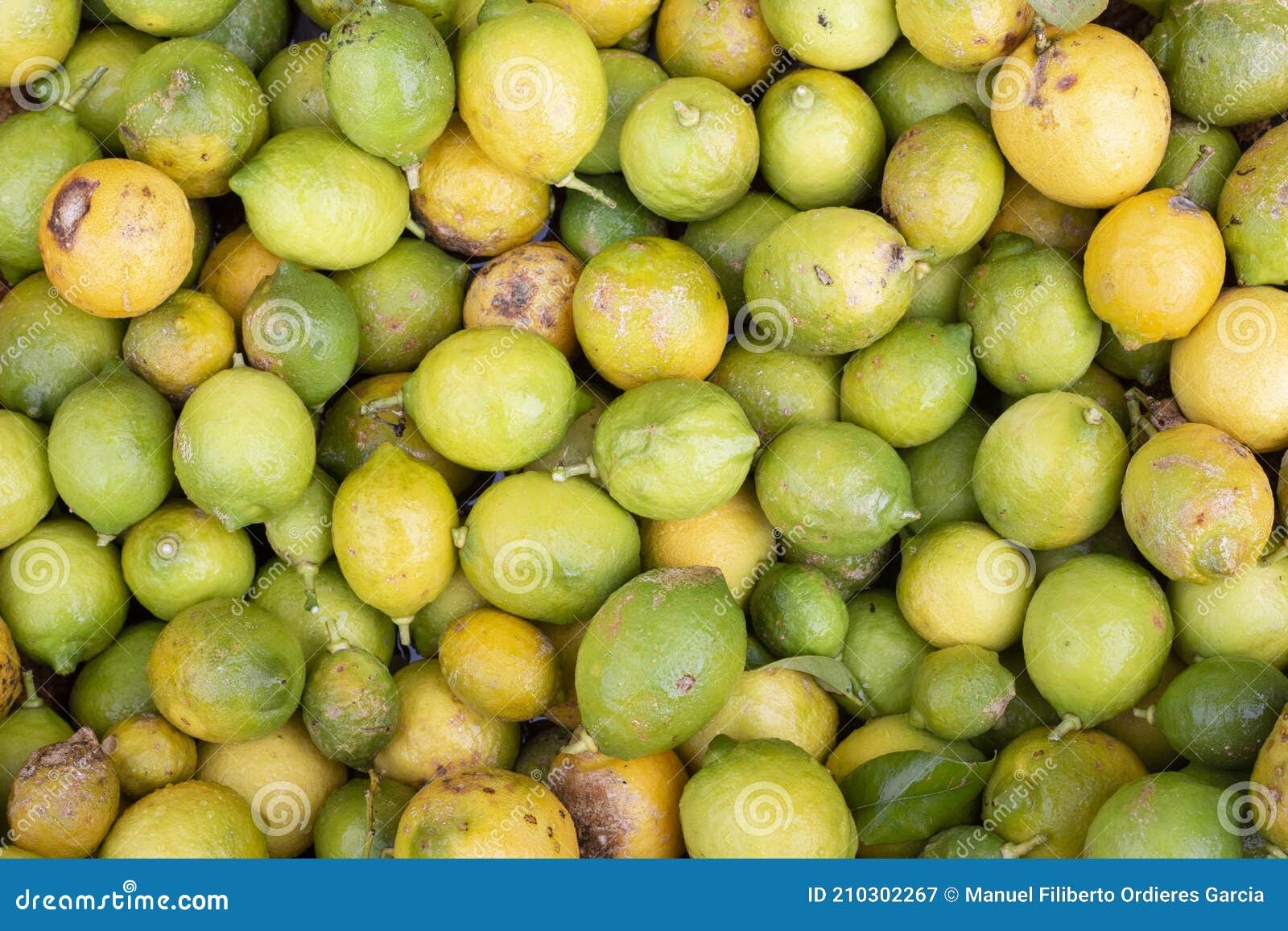 Lemons on the Ground because of Storms and that Cannot Be Eaten. a Ruin ...