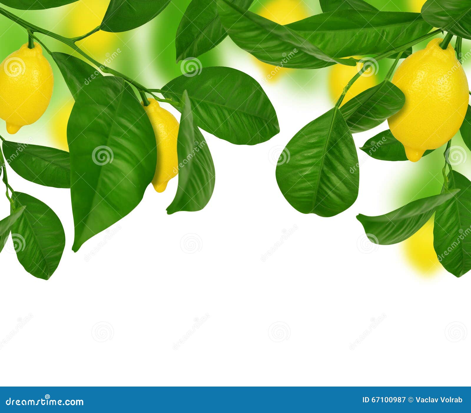 Lemons Hanging on a Lemon Tree Stock Image - Image of foliage ...