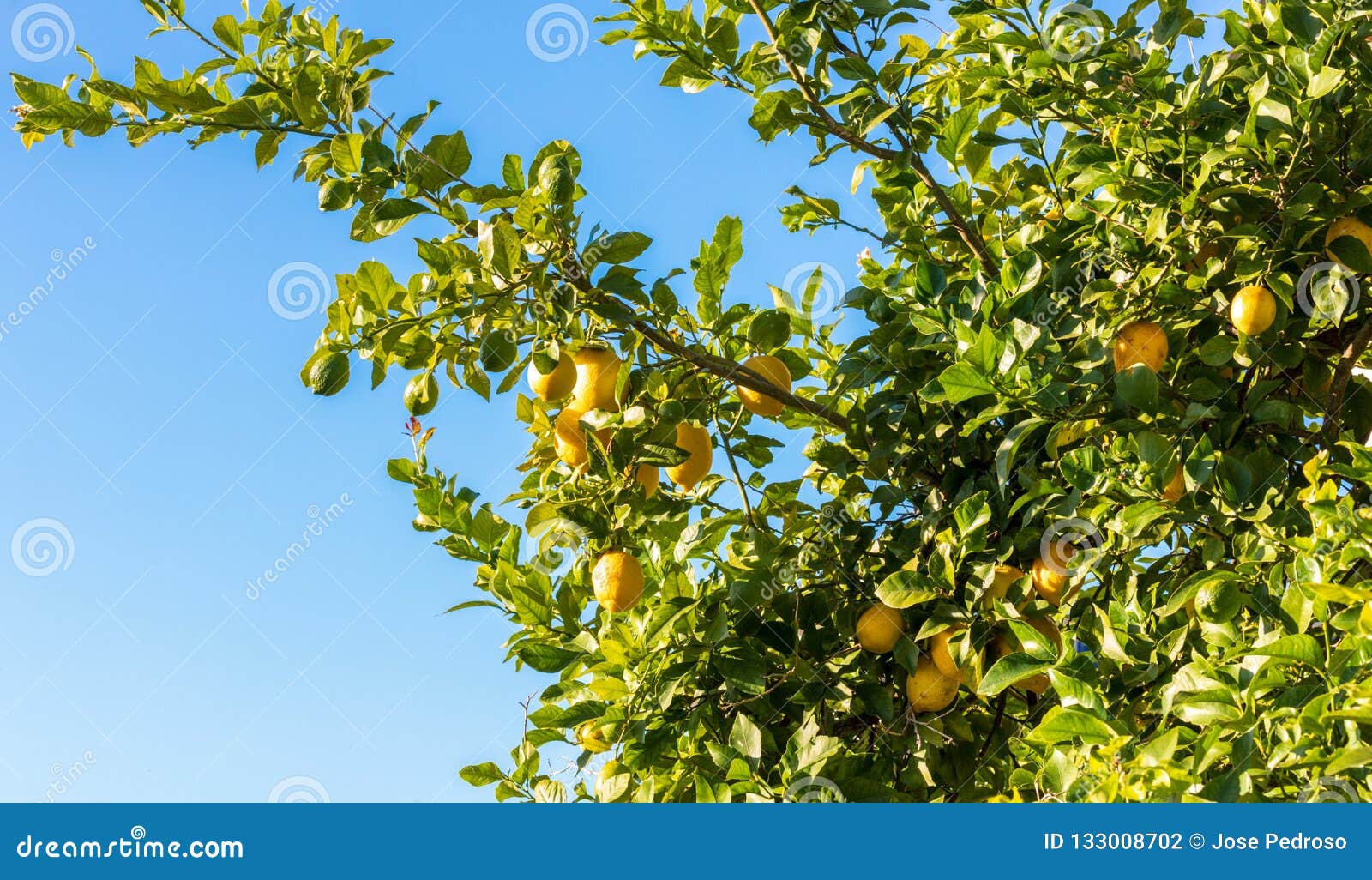 Lemons on Lemon Tree and Blue Sky Stock Photo - Image of juicy, harvest ...