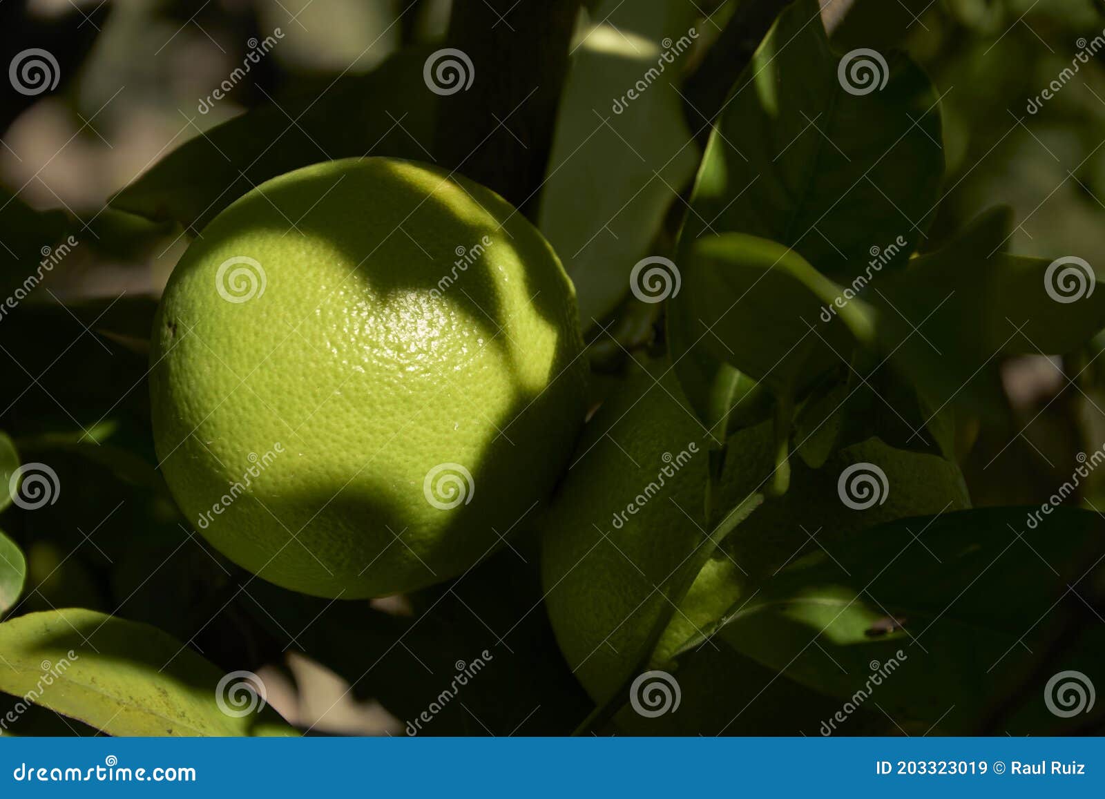 Lemons on Lemon Tree Branch Stock Image - Image of citrous, exotic ...