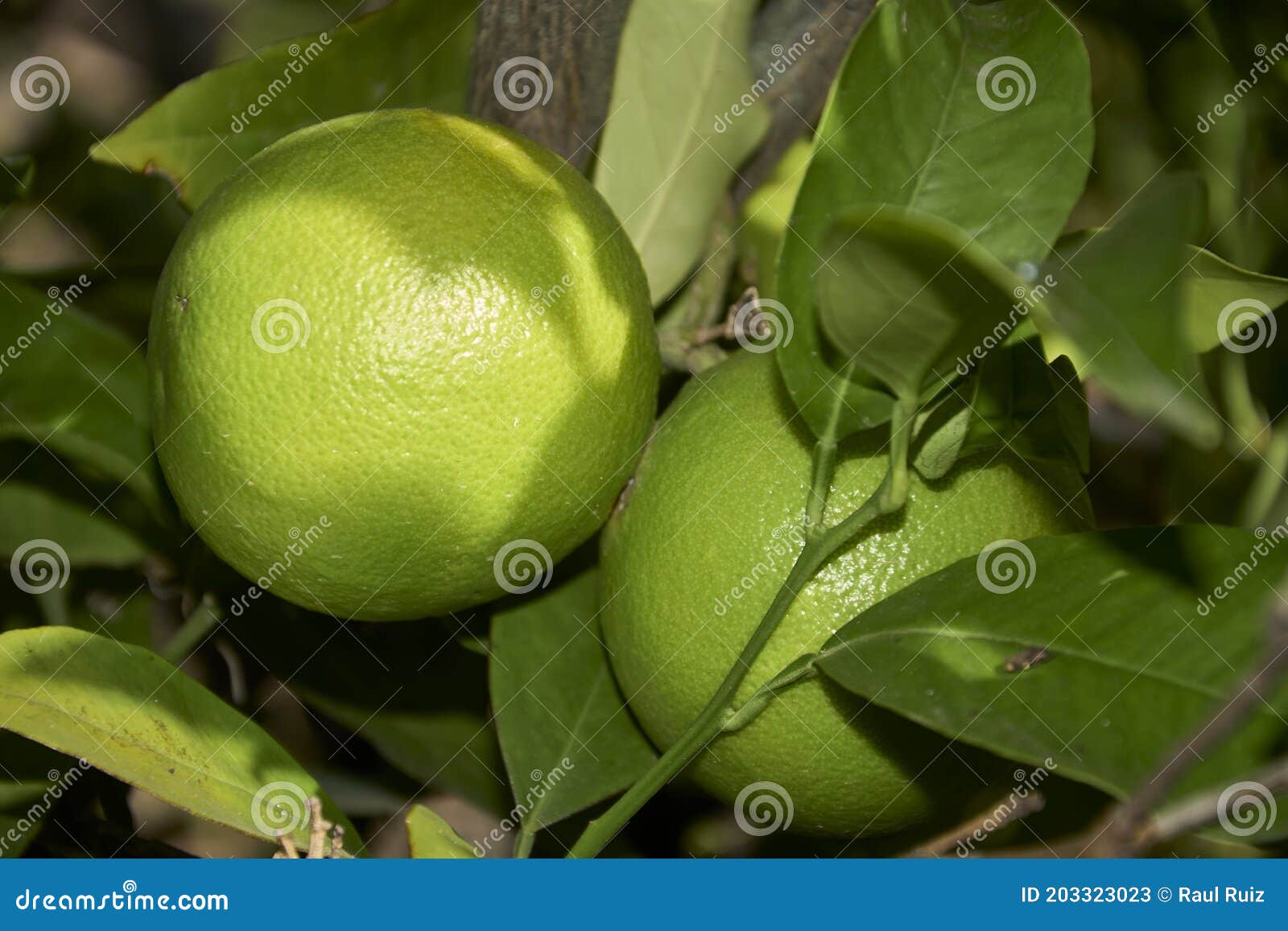 Lemons on Lemon Tree Branch Stock Image - Image of abstract, isolated ...