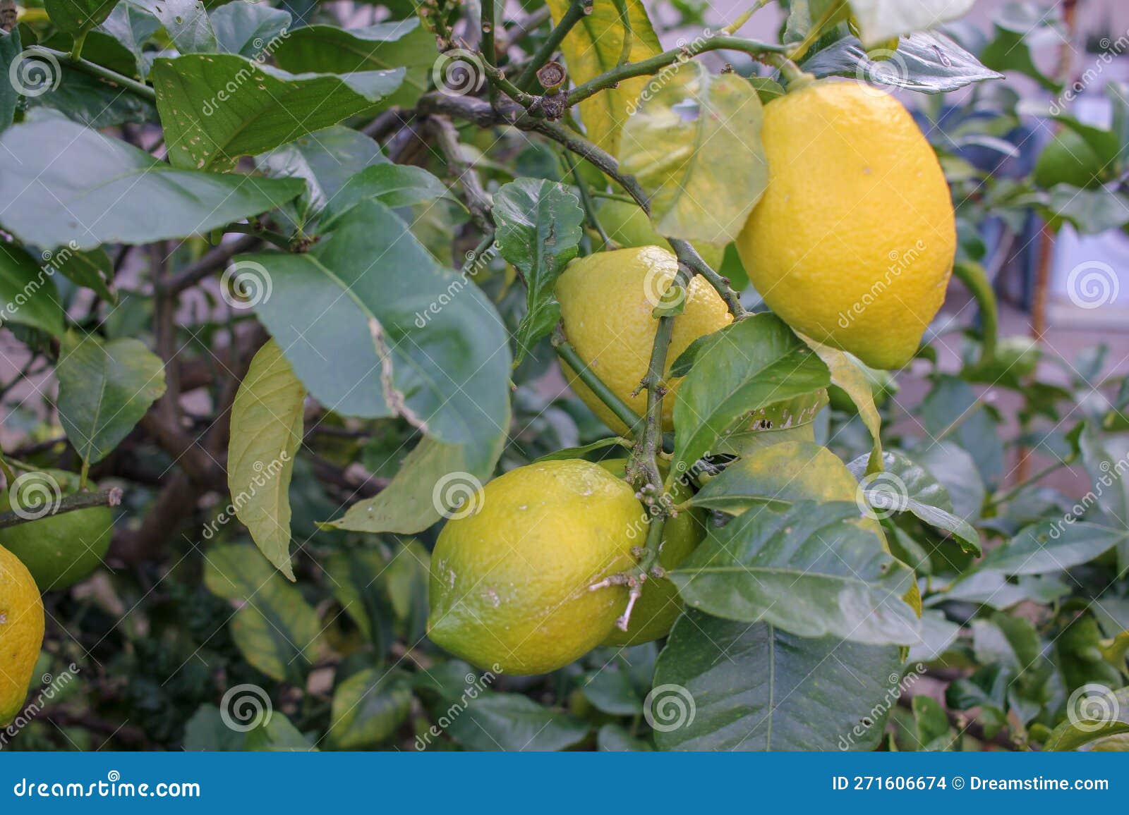 Lemons in a Lemon Tree at Home Stock Photo - Image of plant, fresh ...