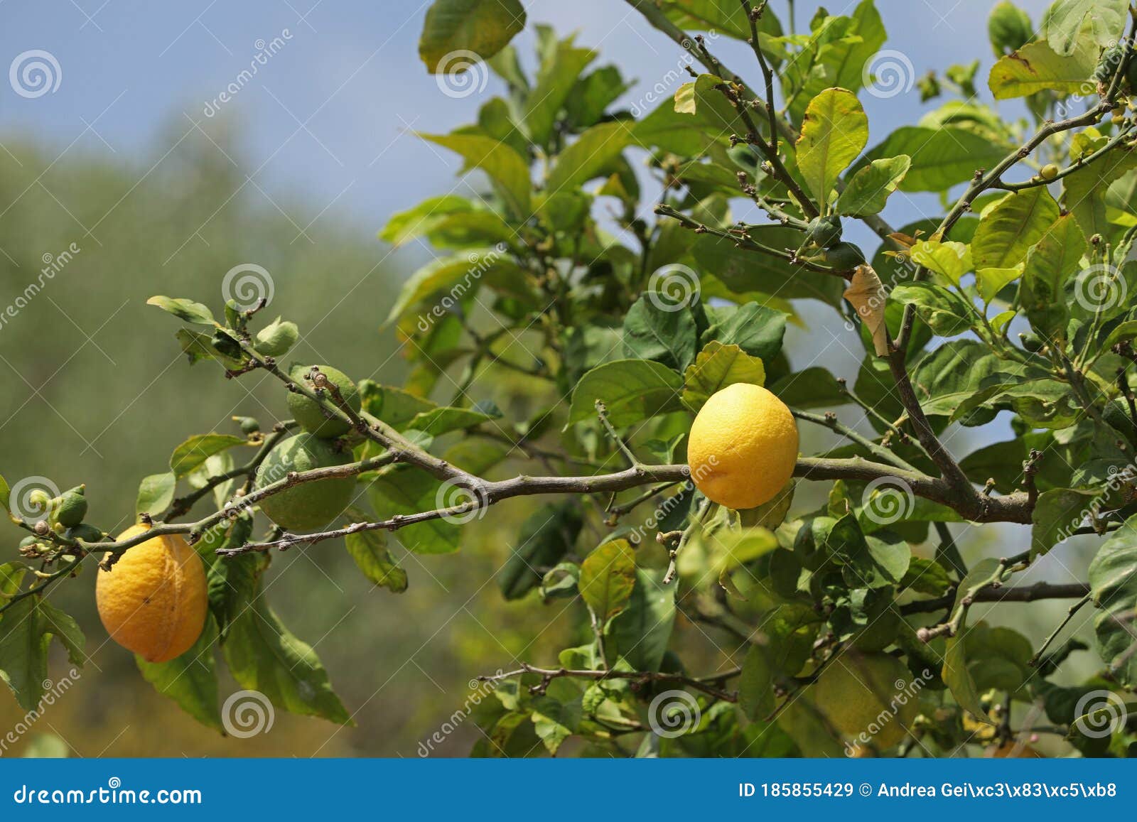 Lemons on a lemon tree stock image. Image of green, health - 185855429