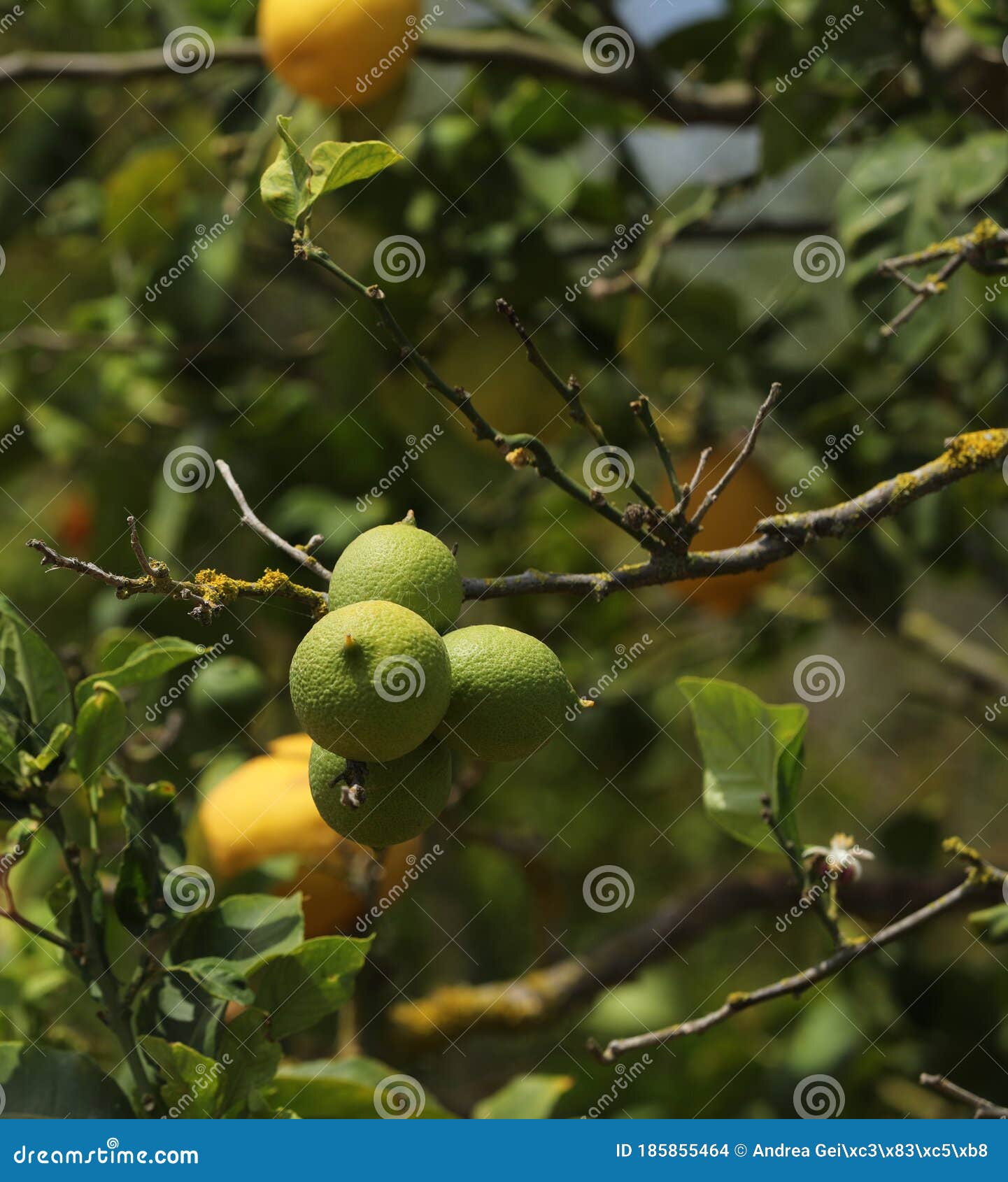 Lemons on a lemon tree stock photo. Image of fruit, balearaen - 185855464