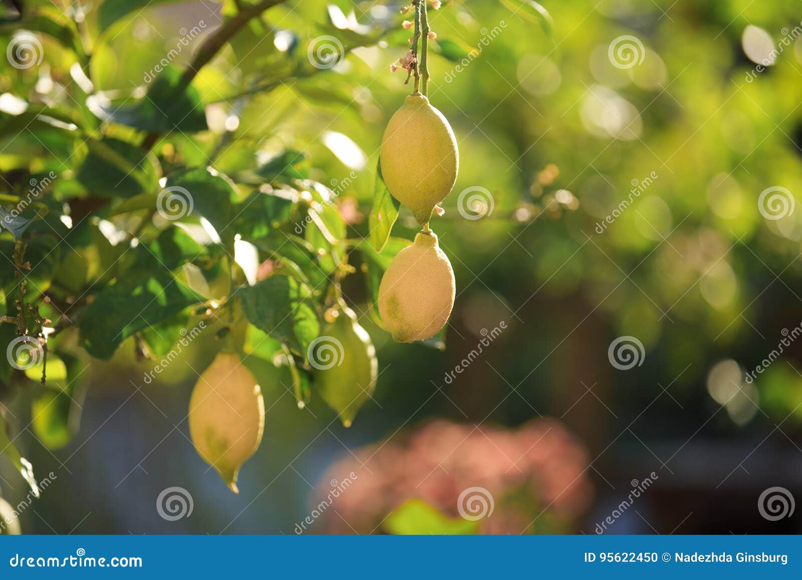 Lemons, lemon trees stock photo. Image of organic, growing - 95622450