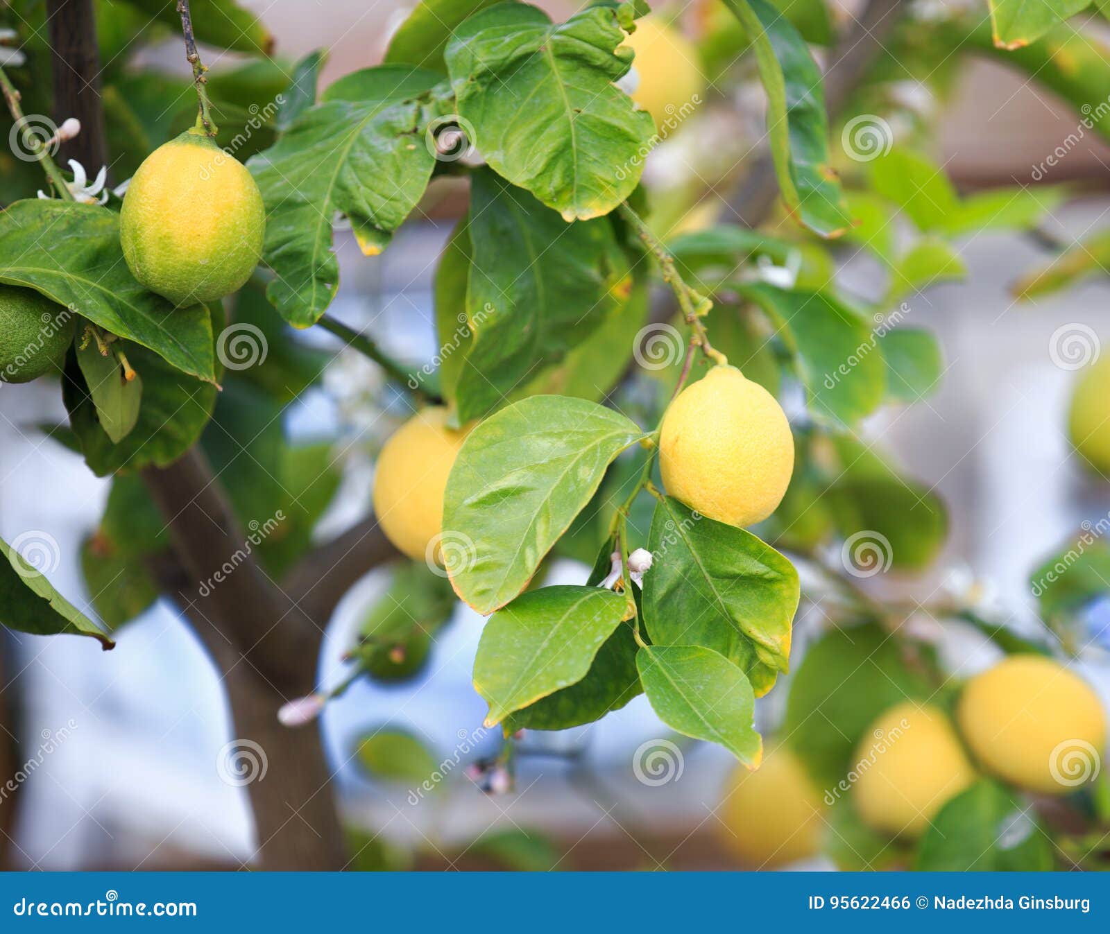 Lemons, lemon trees, stock photo. Image of vitamin, branch - 95622466