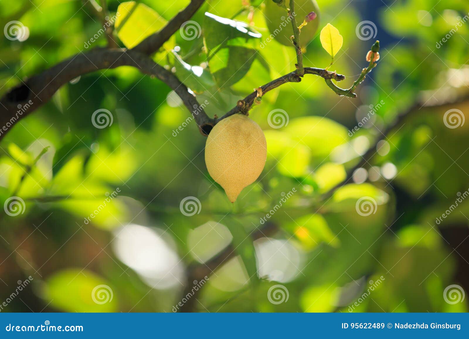 Lemons, lemon trees, stock image. Image of citrus, lemons - 95622489
