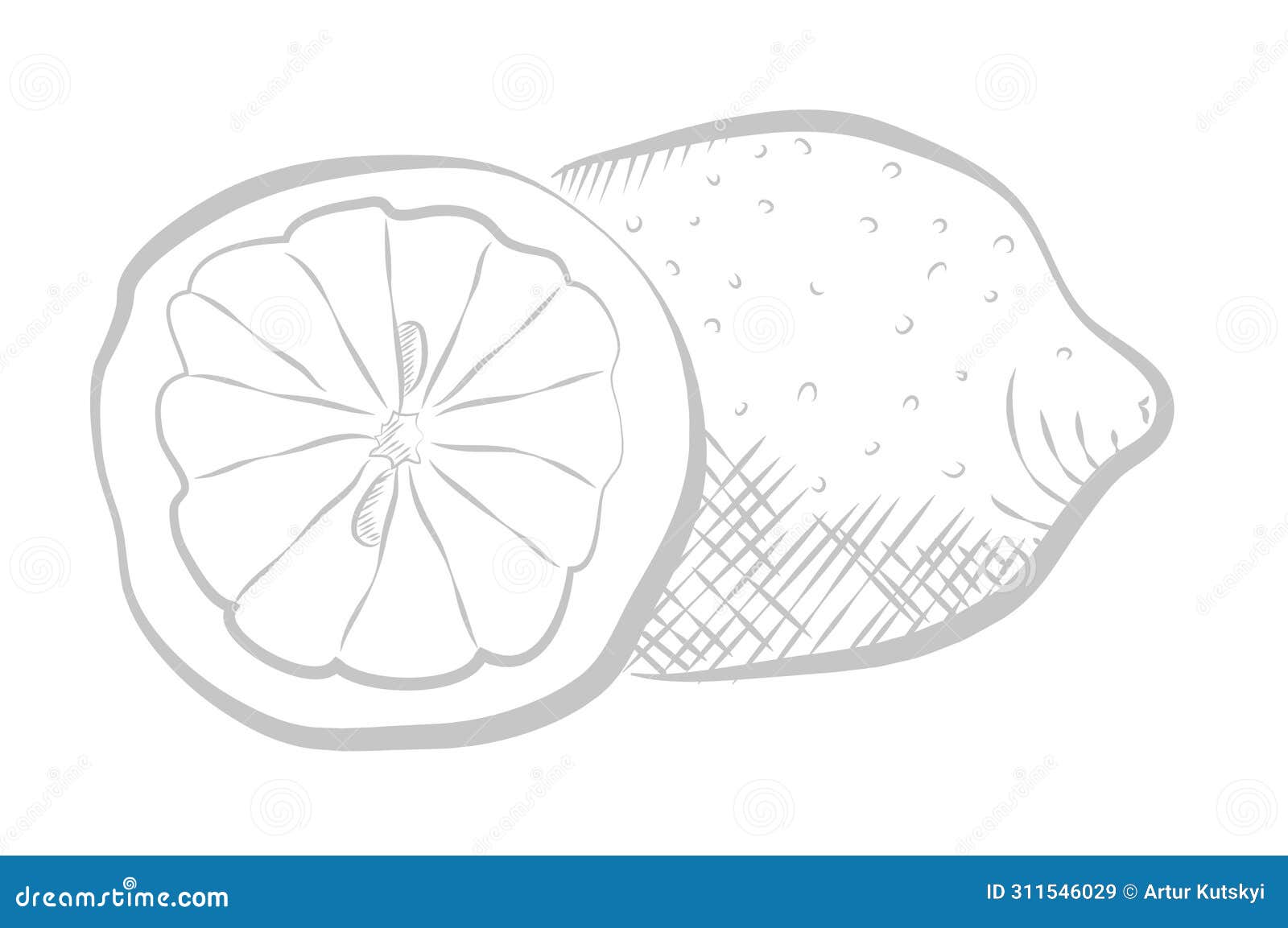 Lemons, Line Sketch Whole Citrus Fruit with Peel and Cut into Half ...