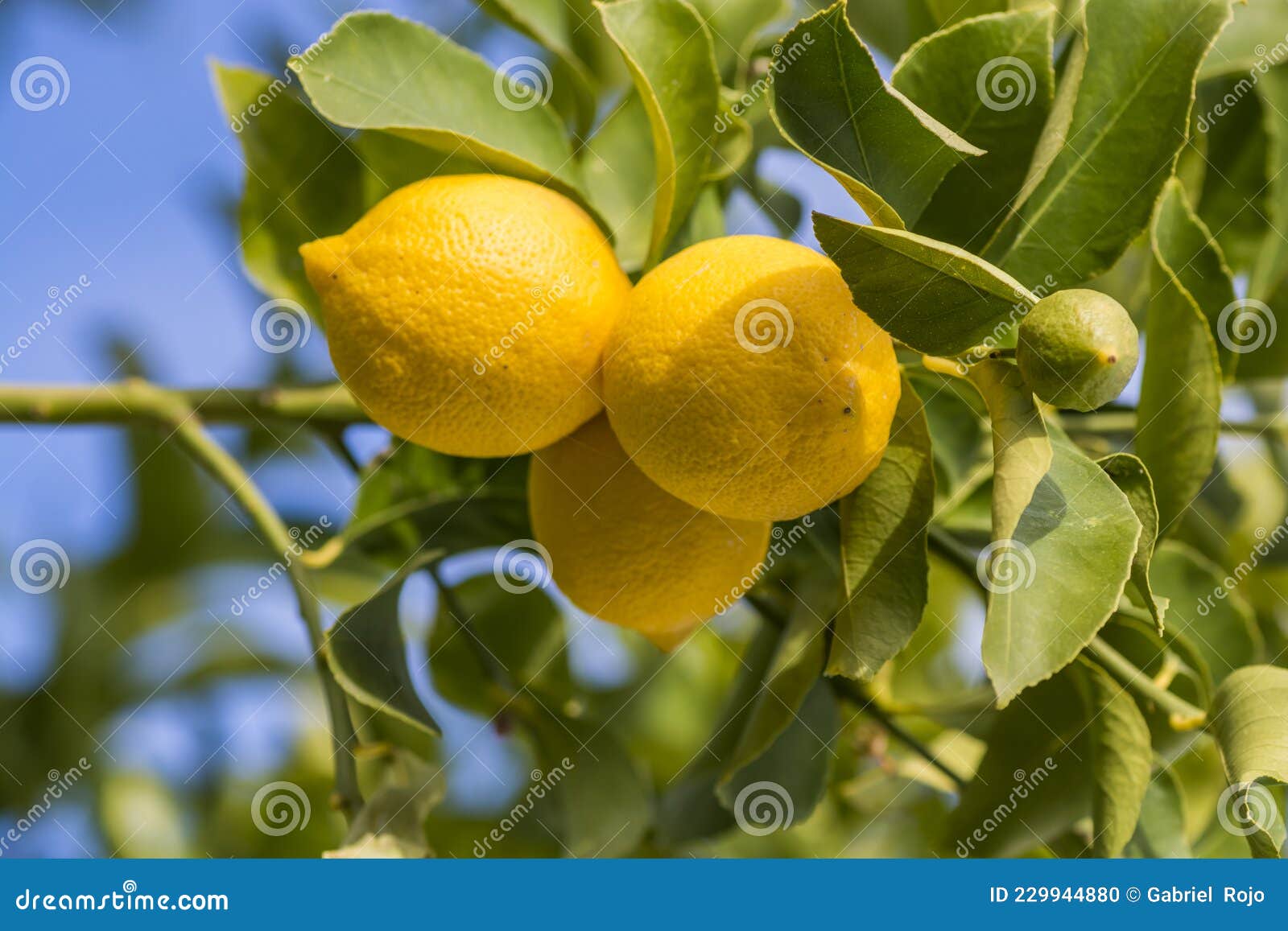 Lemons from Orchard in the Lemon Tree, Stock Photo - Image of leaves ...