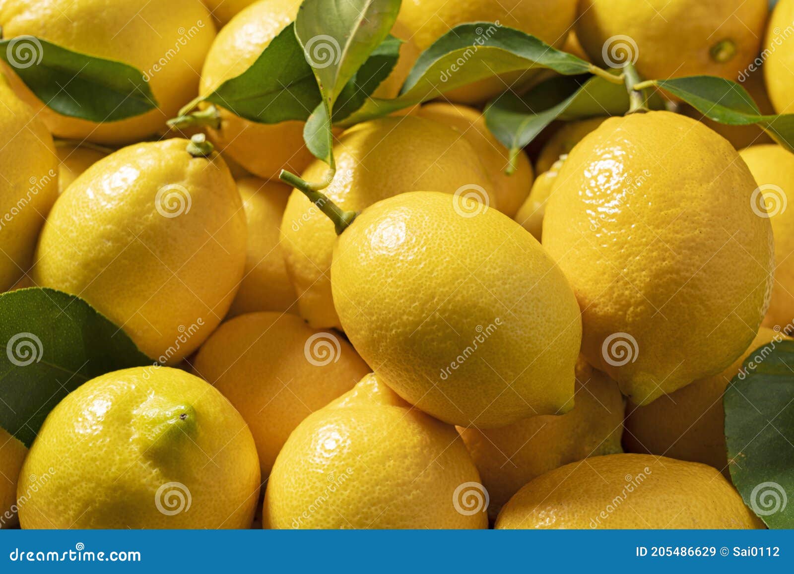 Lemons Placed All Over the Screen Stock Image - Image of lemon, harvest ...