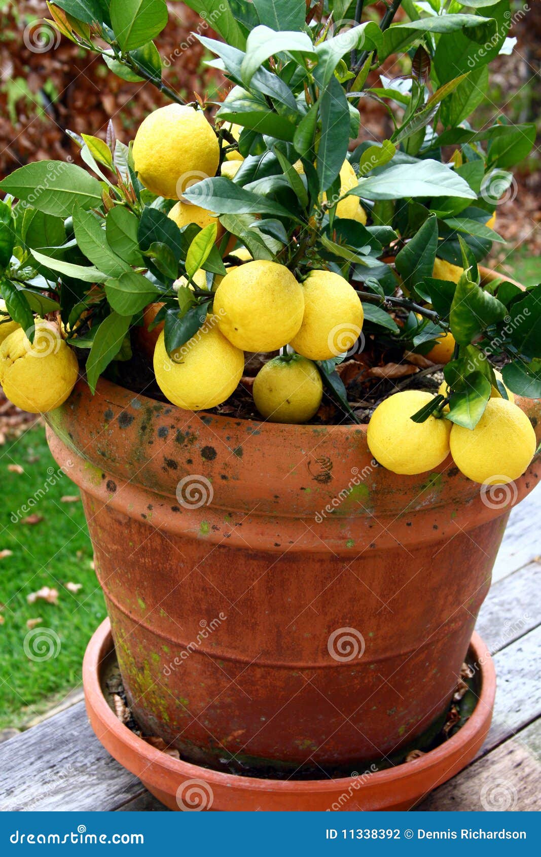 Lemons in a pot stock photo. Image of terracotta, yellow - 11338392