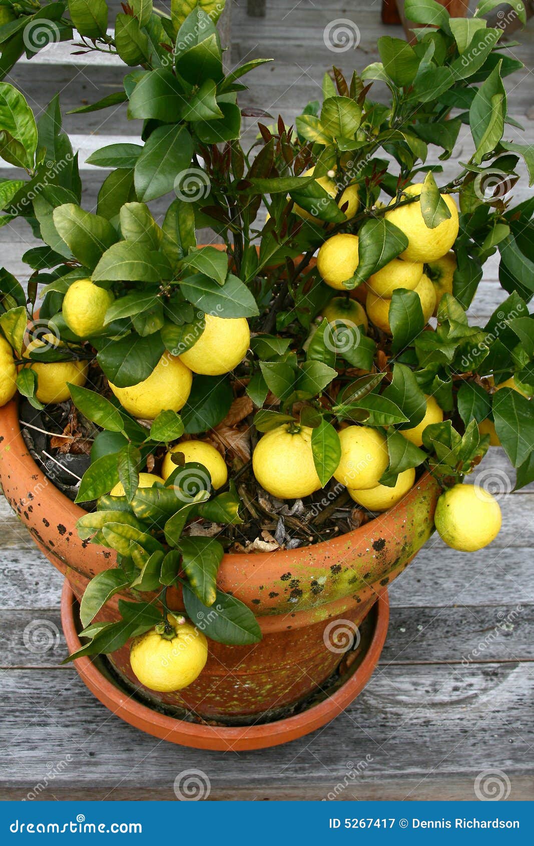 Lemons in a pot stock image. Image of terracotta, citrus - 5267417