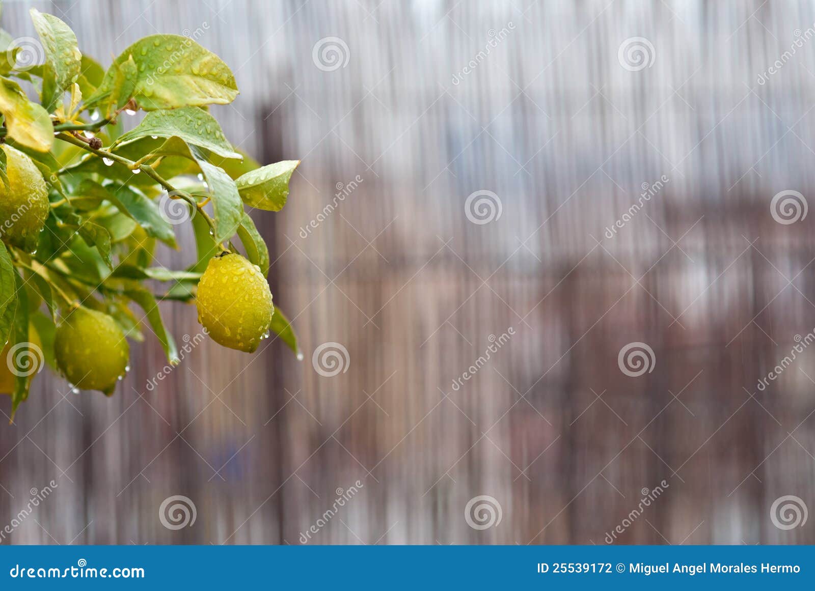 Lemons and rain stock photo. Image of plants, acid, agriculture - 25539172
