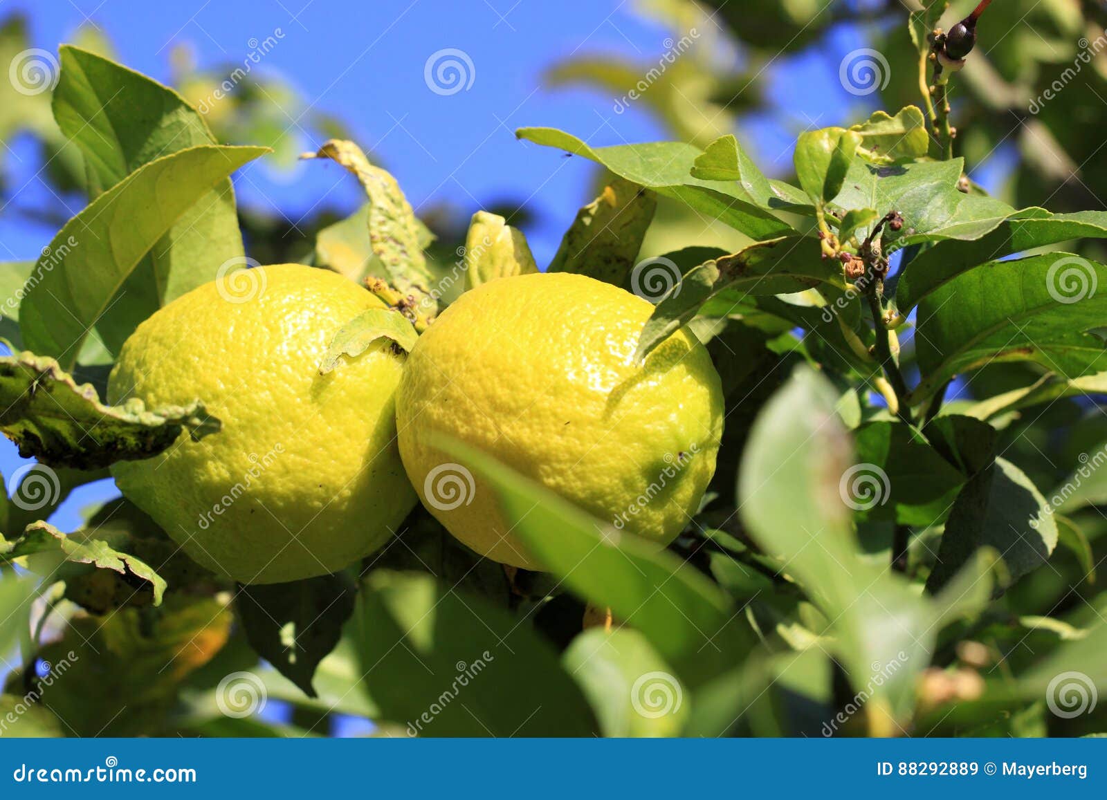 Lemons Ripen Under the Spanish Sun Stock Image - Image of spanish ...