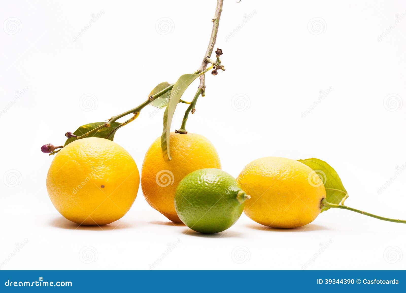 Lemons stock photo. Image of object, freshness, fruit - 39344390