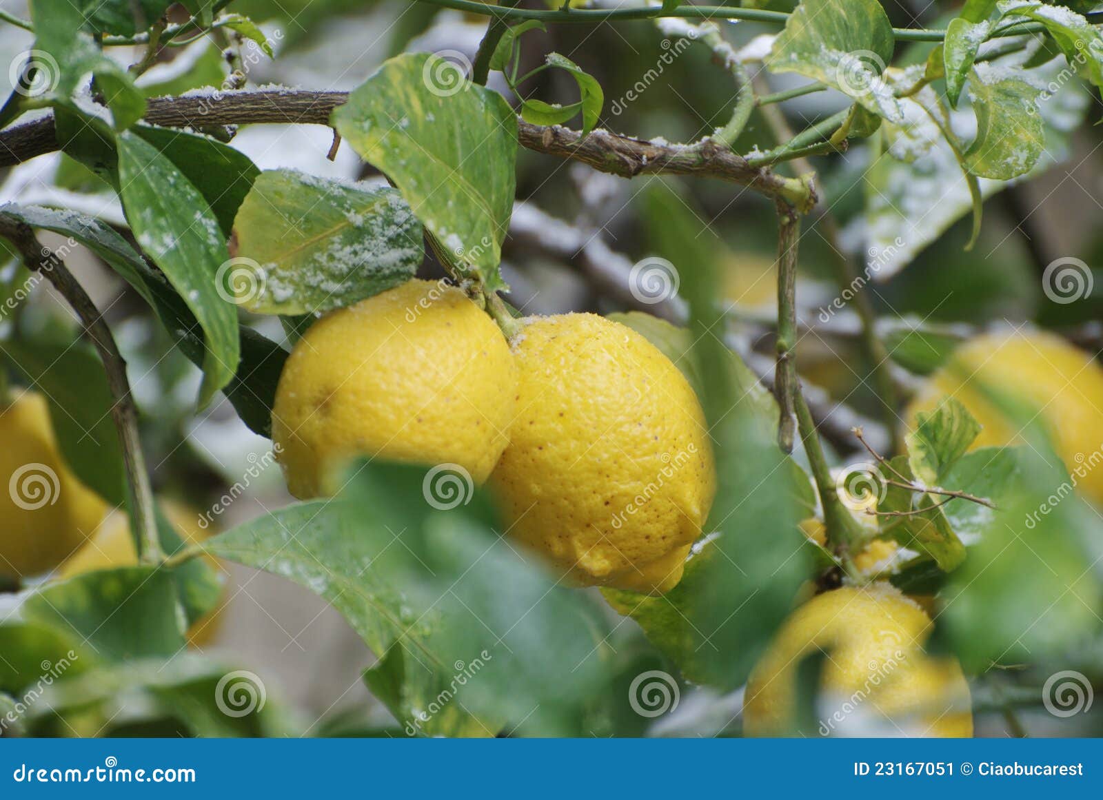 Lemons with Snow in the Garden Stock Image - Image of citrus, mellow ...