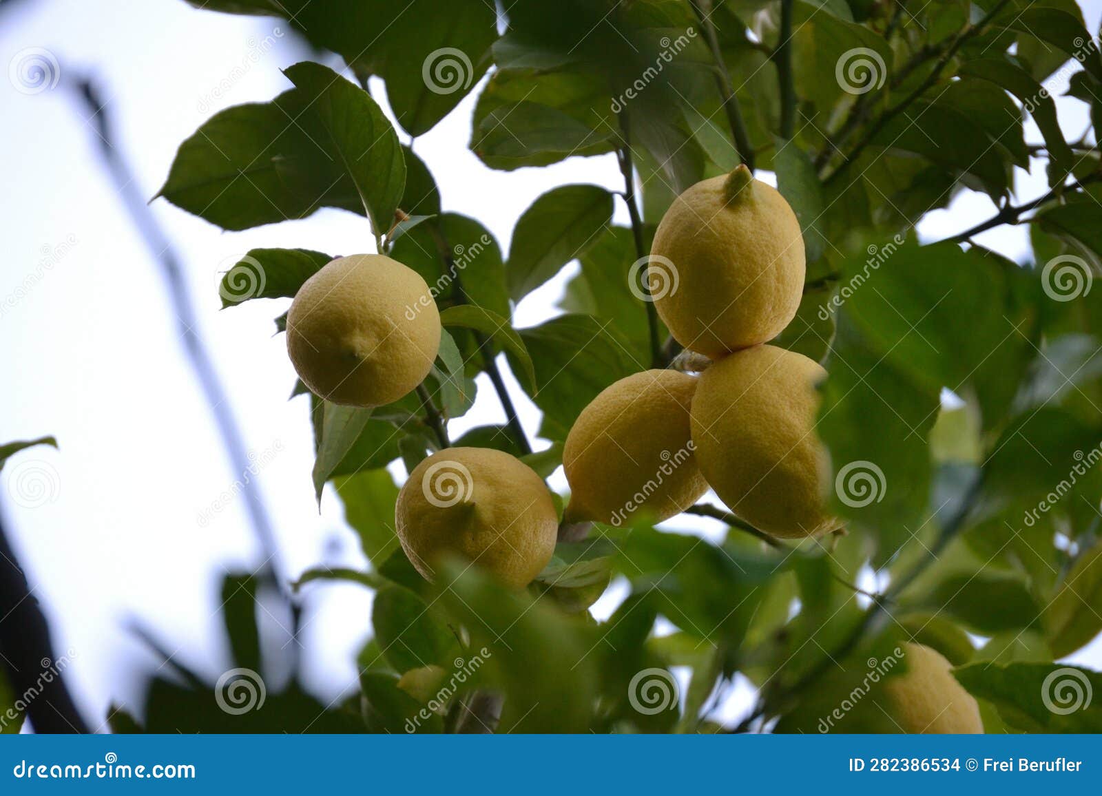 Lemons Still Fresh on the Branch, Five Fresh Lemons Stock Photo - Image ...
