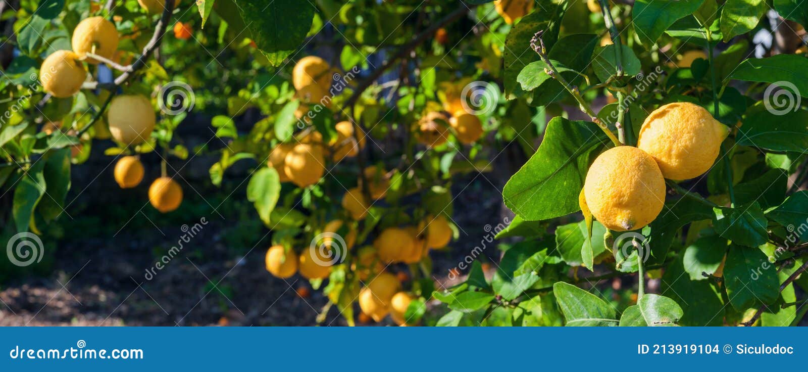 Femminello Siracusano Stock Photos - Free & Royalty-Free Stock Photos ...