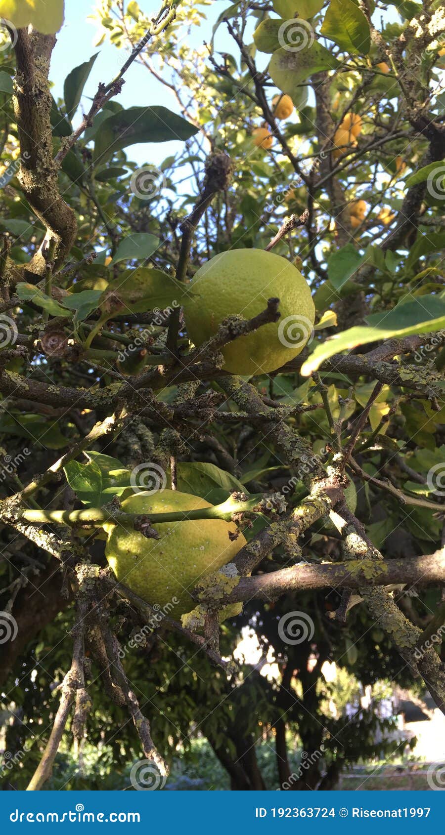 Lemons in a tree stock photo. Image of lemon, lemons - 192363724