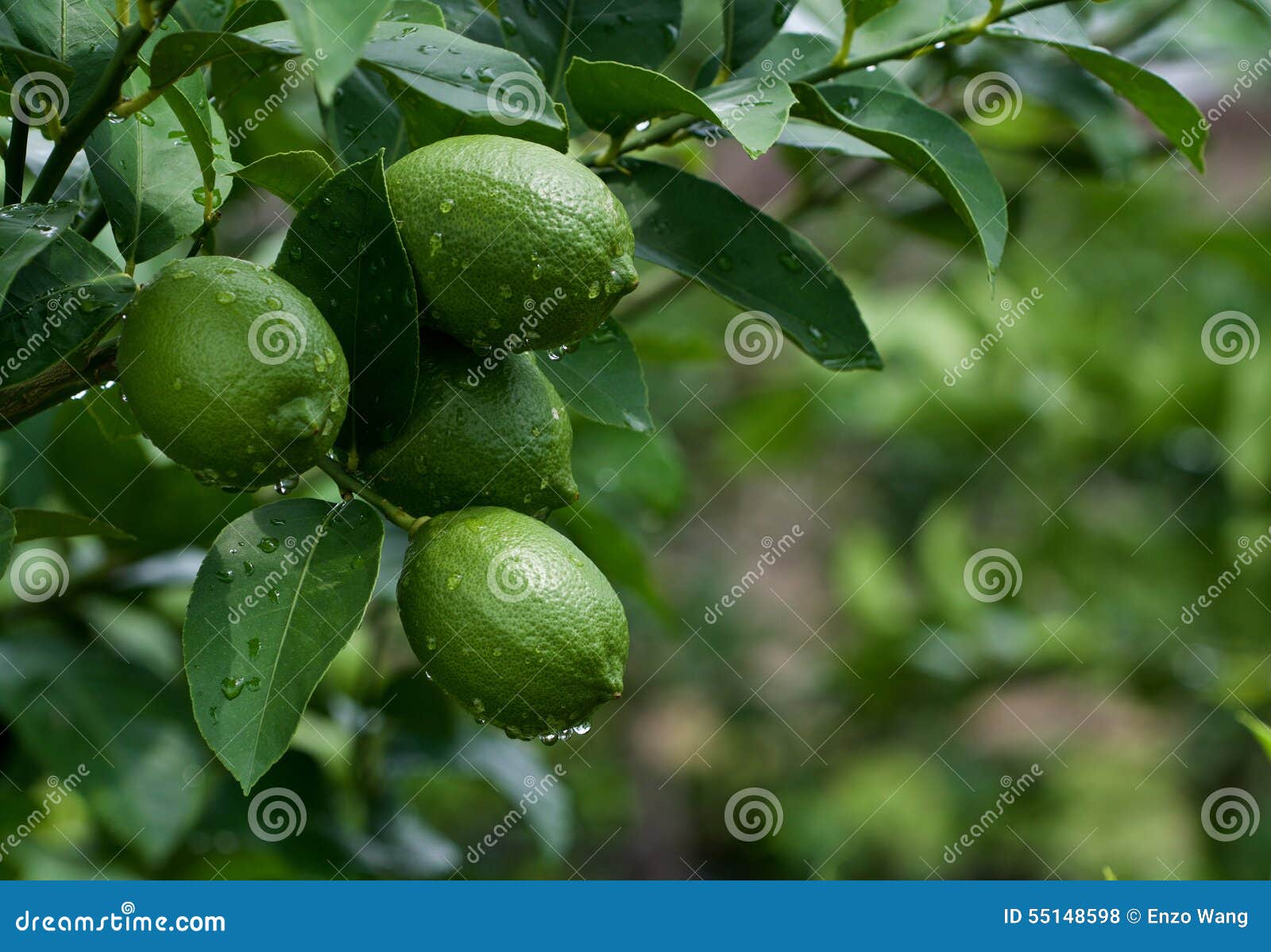 Lemons on tree stock photo. Image of nature, food, sour - 55148598