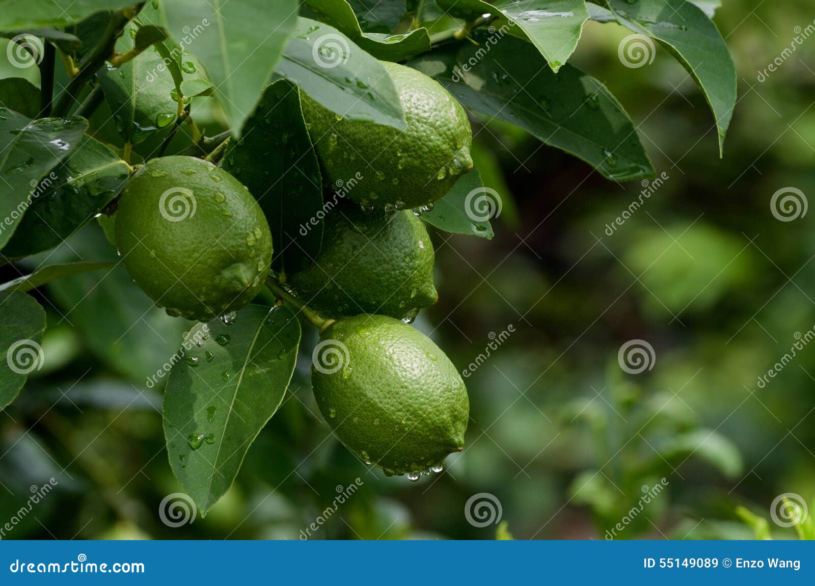 Lemons on tree stock image. Image of agriculture, lime - 55149089