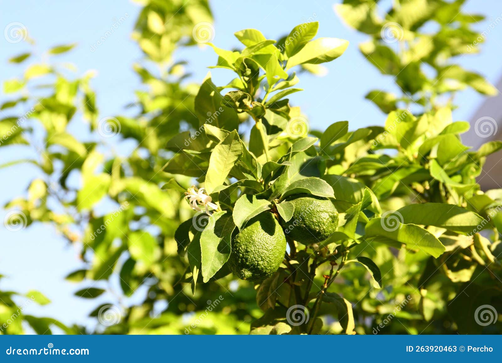 Lemons on the tree stock image. Image of gardening, garden - 263920463