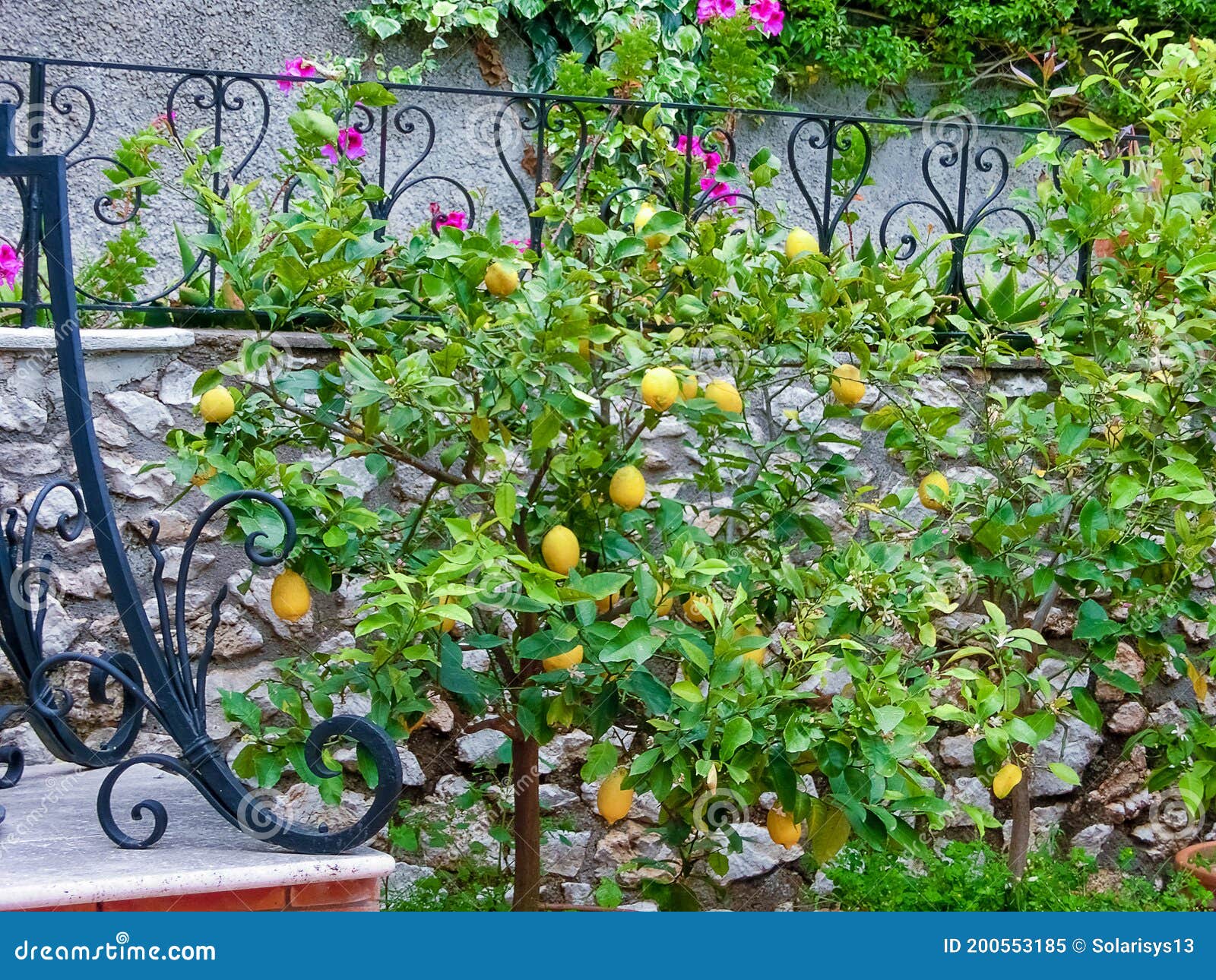 Lemons Trees on Capri Island Stock Image - Image of boat, landmark ...