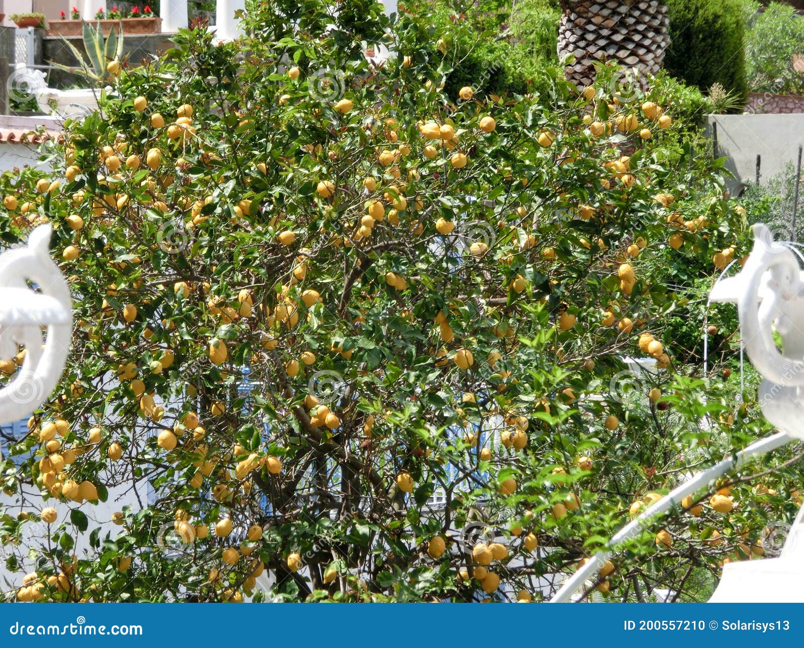 Lemons Trees on Capri Island Stock Photo - Image of leaf, gulf: 200557210