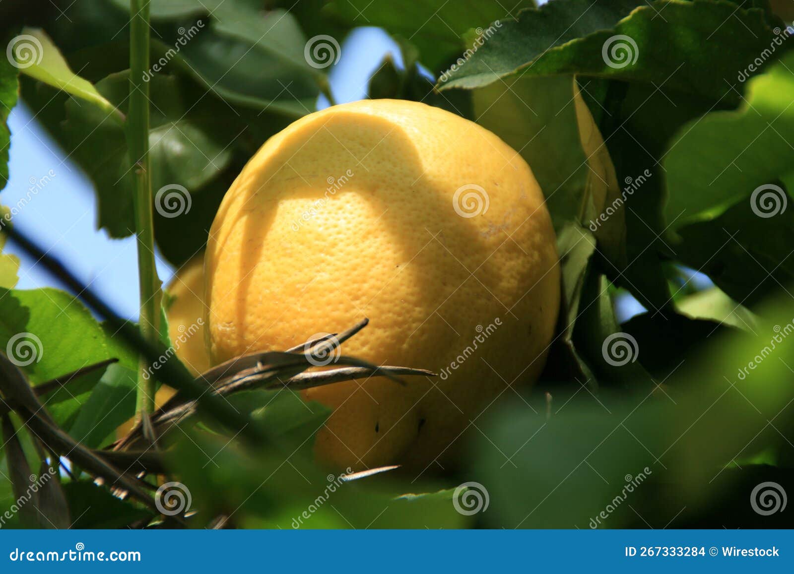 Lemontree in portugal stock photo. Image of freshness - 267333284