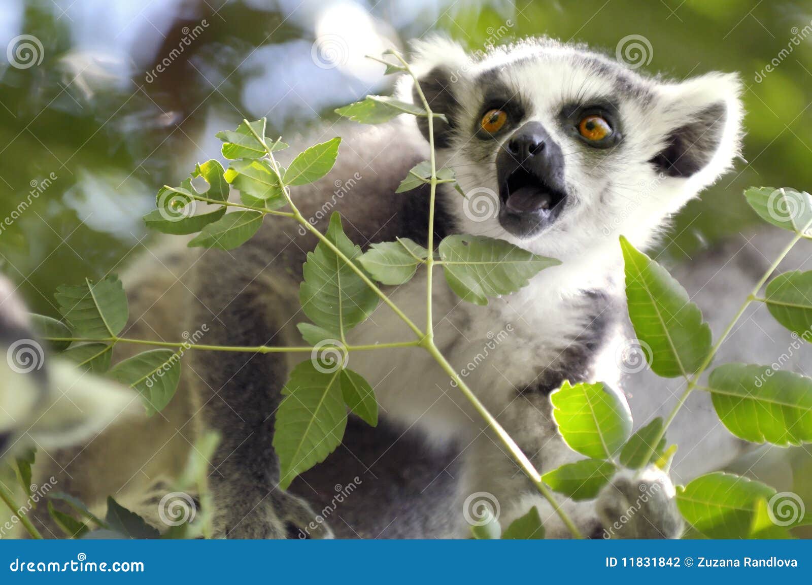 890 Maki Tree Stock Photos - Free & Royalty-Free Stock Photos from ...