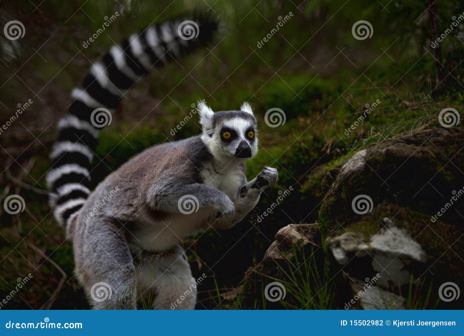 Lemur stock photo. Image of ring, nature, lemur, evening - 15502982