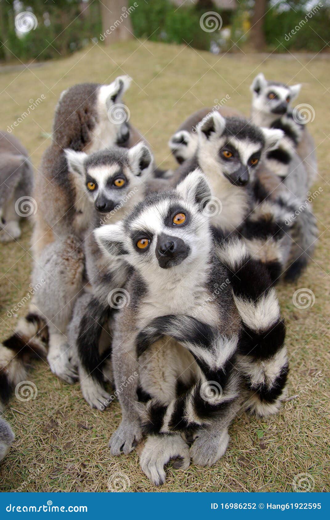 Lemur stock photo. Image of africa, group, wild, funny - 16986252